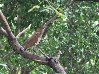 Malayan Night Heron - eBird