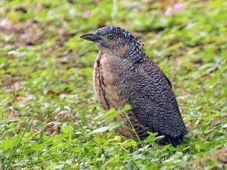 Malayan Night Heron - eBird