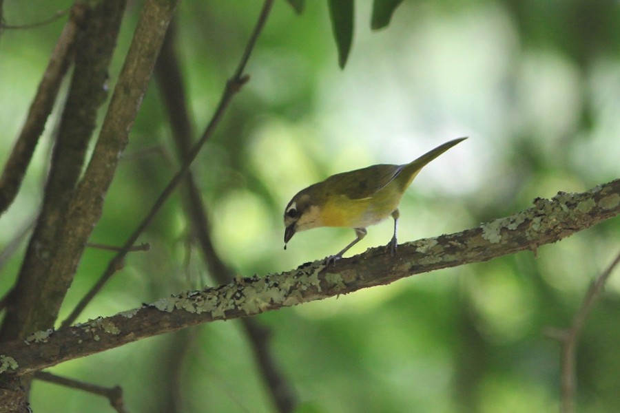 Frutero Yungueño (argentinus) - eBird