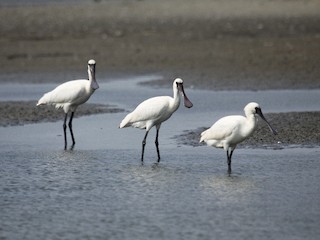 Black-faced Spoonbill - eBird