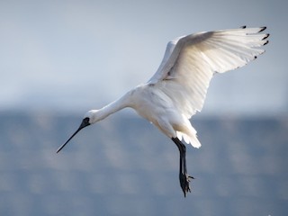 Black-faced Spoonbill - eBird