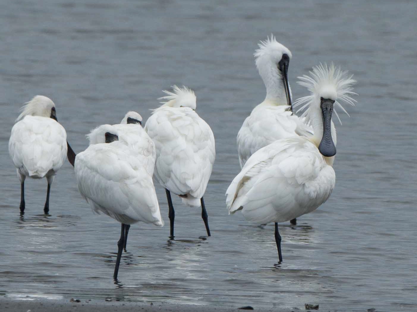 Black Faced Spoonbill | Where in the world is the Black-faced spoonbill ...