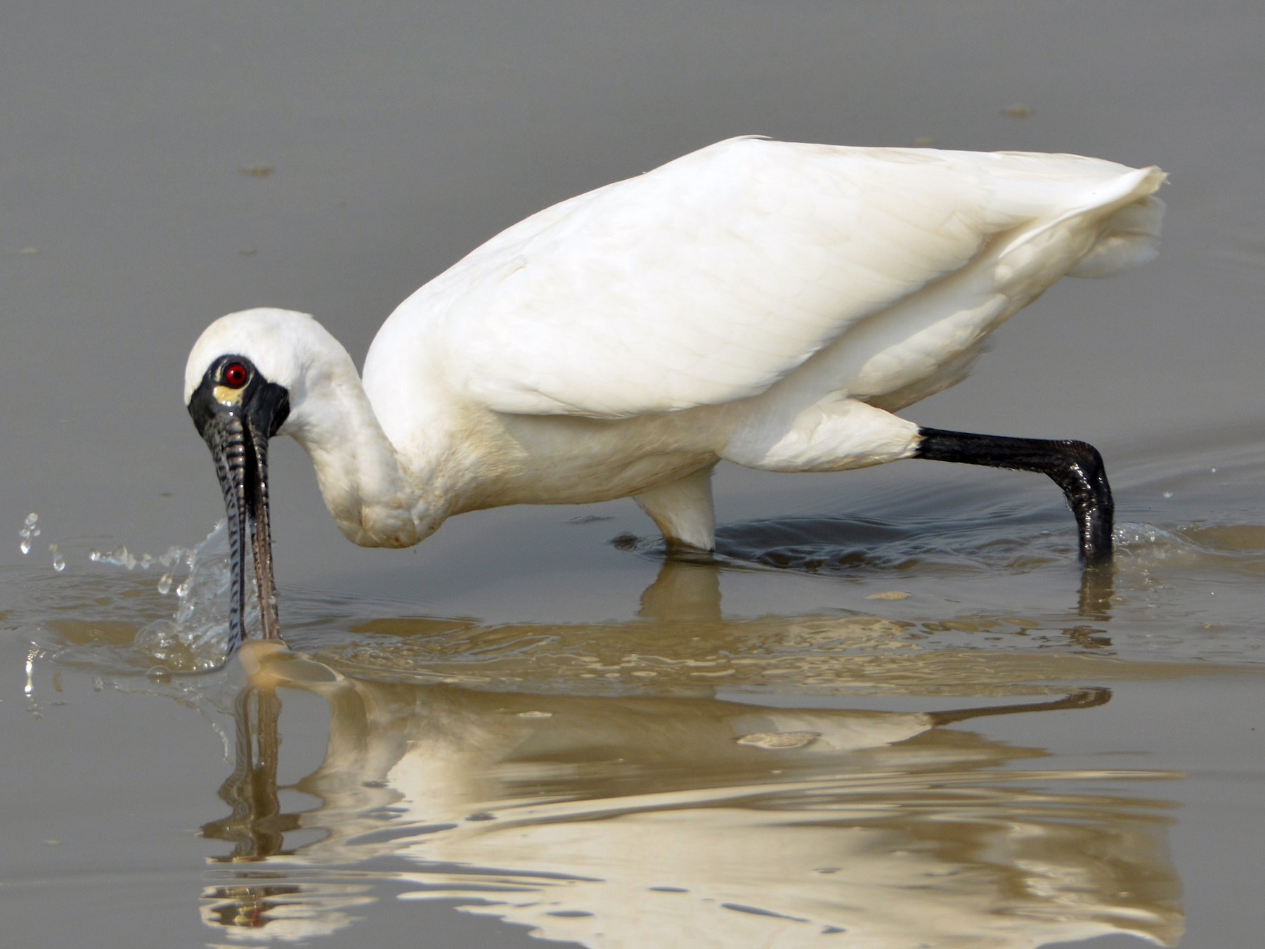 Black-faced Spoonbill - eBird