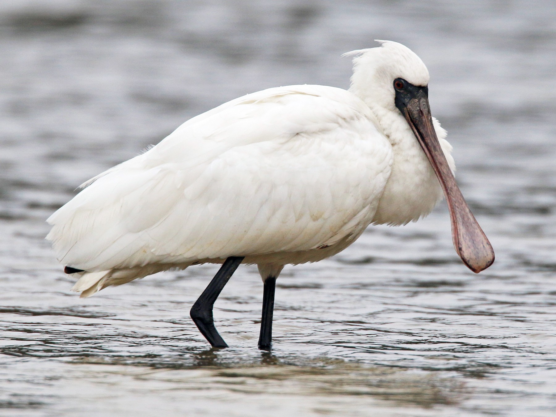Black-faced Spoonbill - eBird