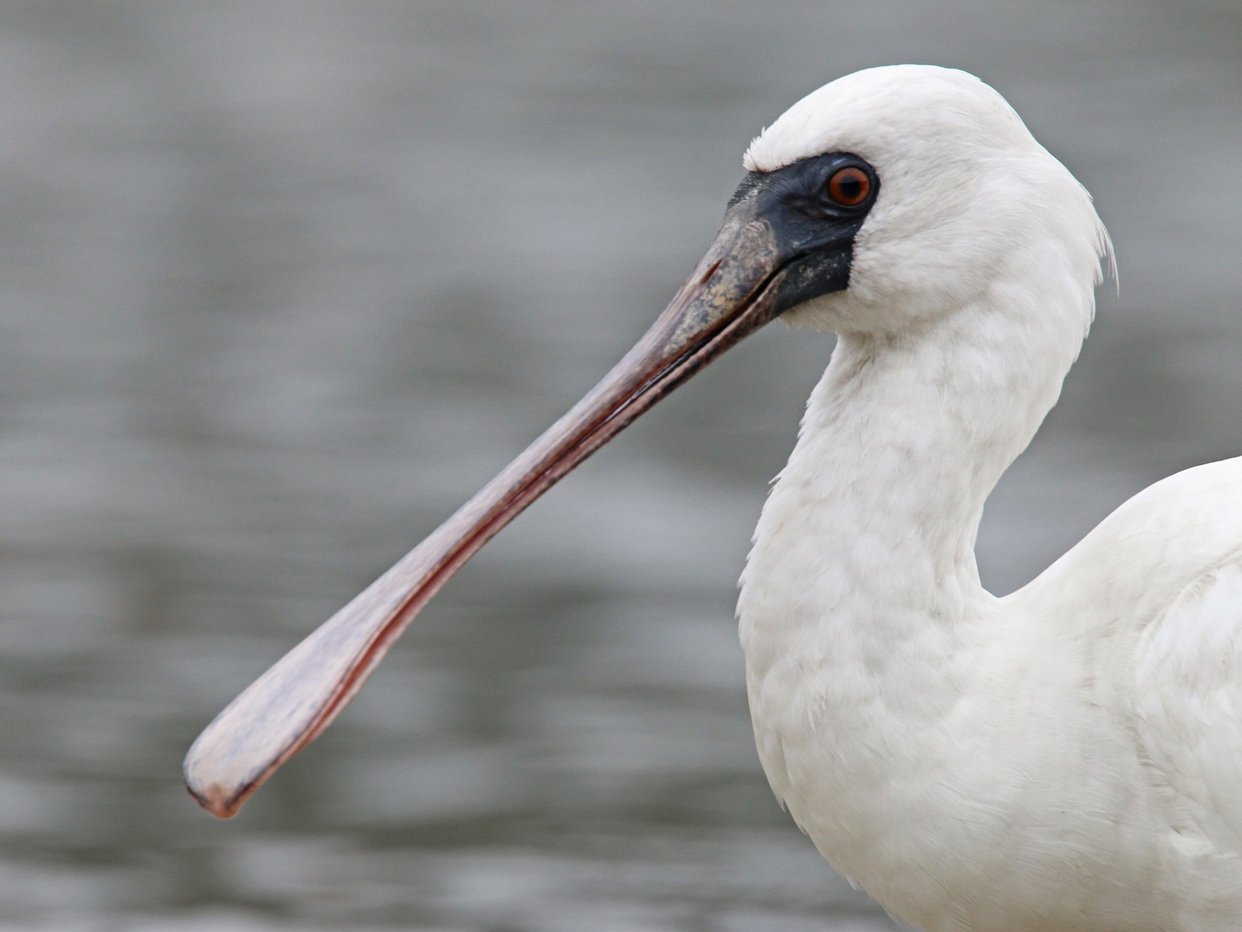 Black-faced Spoonbill - eBird