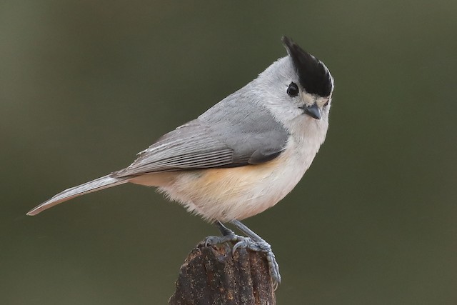 Black Crested Titmouse Range