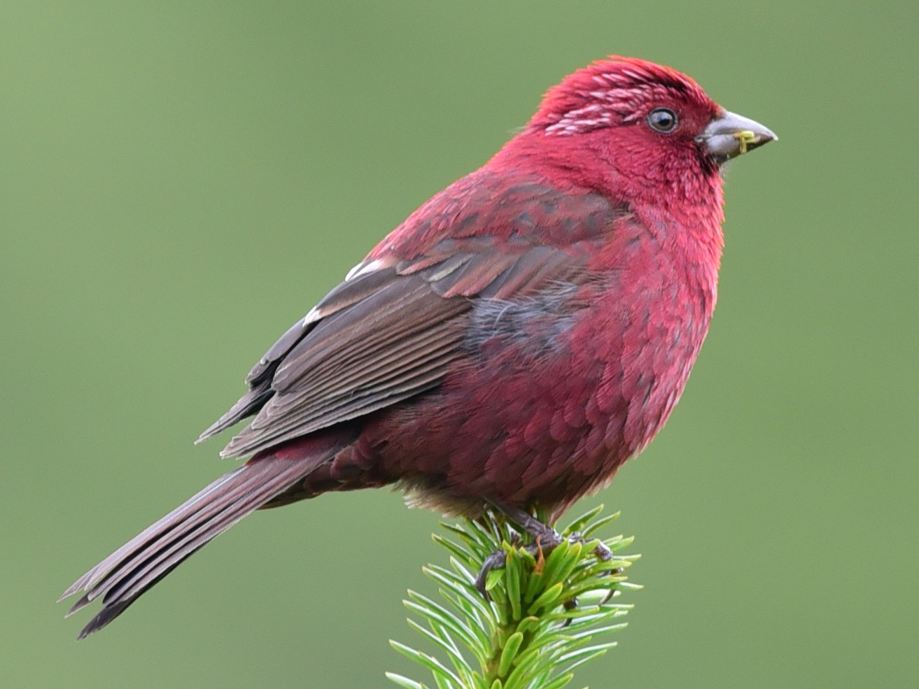 Taiwan Rosefinch - eBird