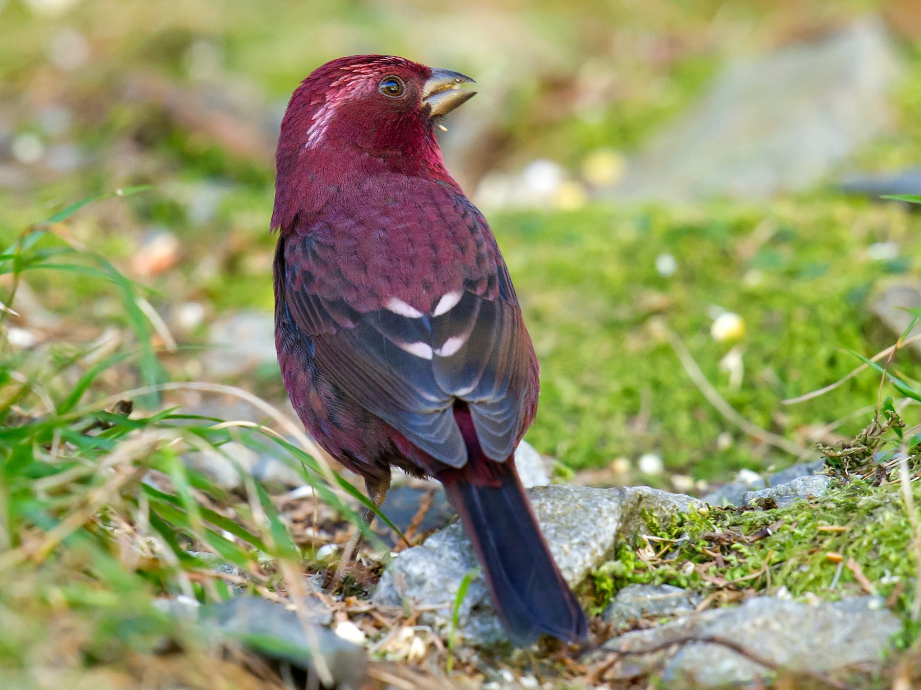 Taiwan Rosefinch - eBird