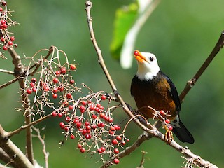Taiwan Thrush - eBird