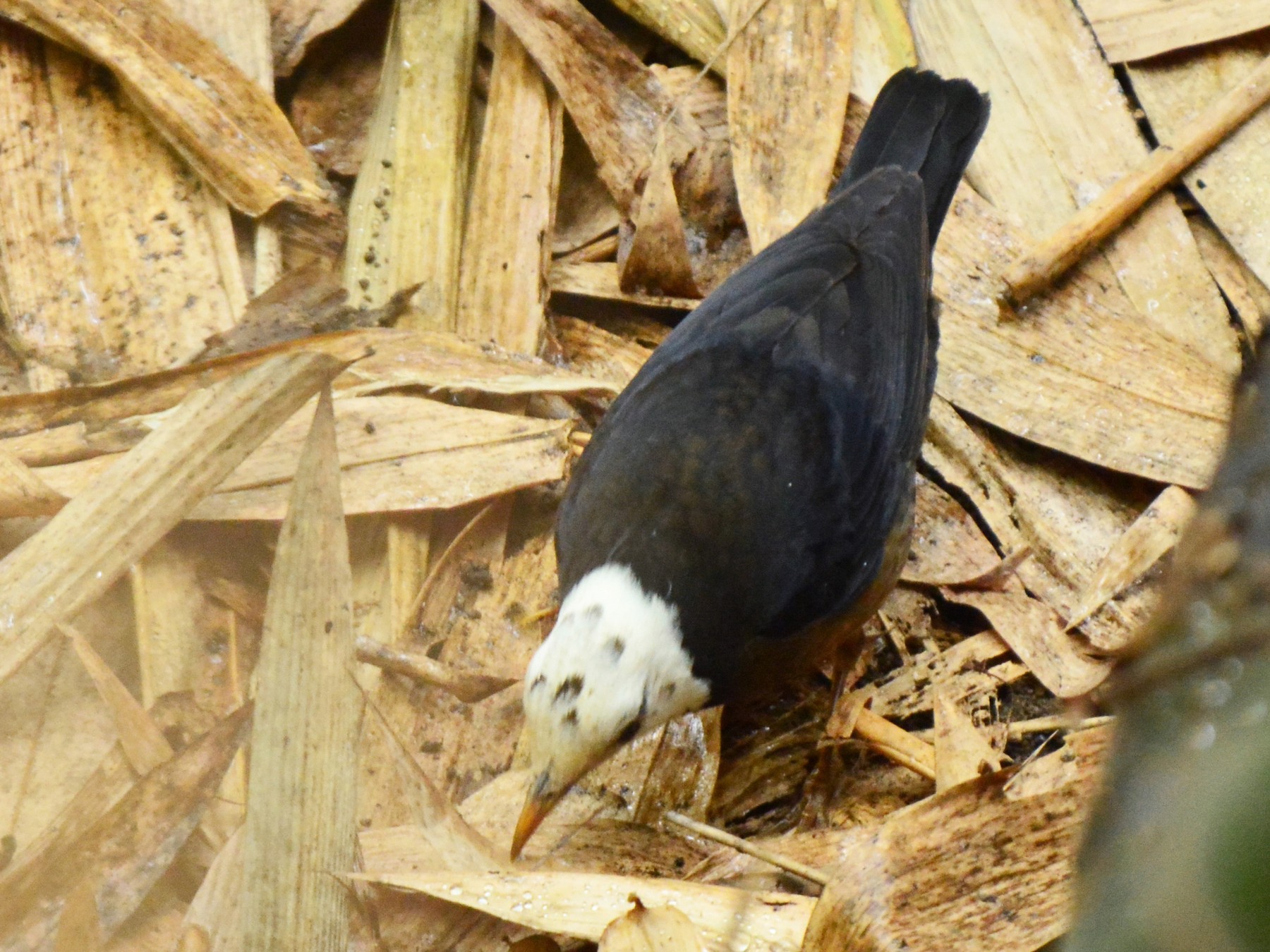Taiwan Thrush - eBird
