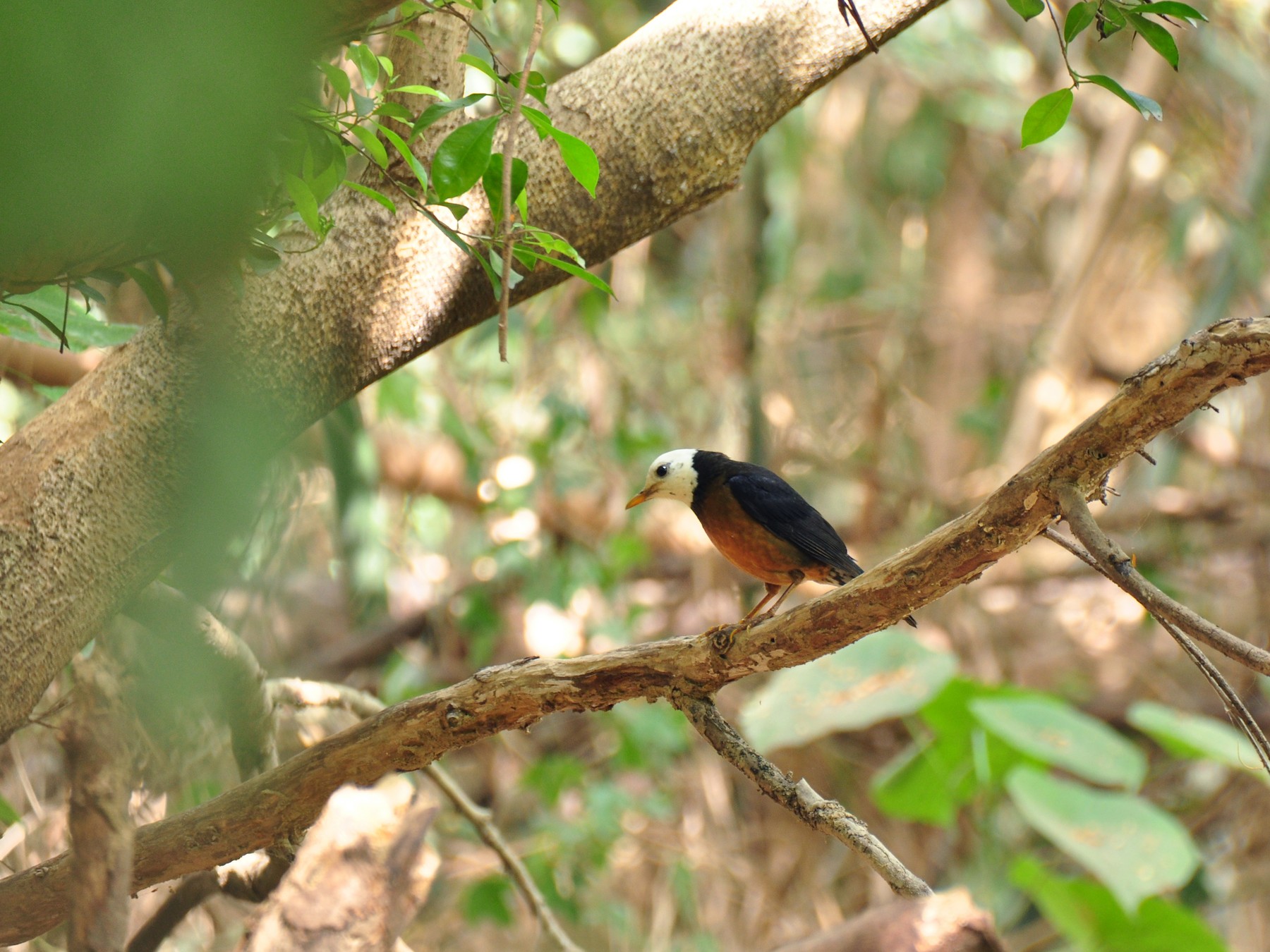 Taiwan Thrush - eBird