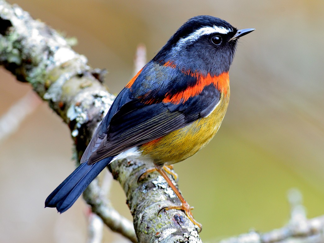 Collared Bush-Robin - eBird