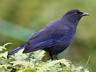 Taiwan Whistling-Thrush - eBird