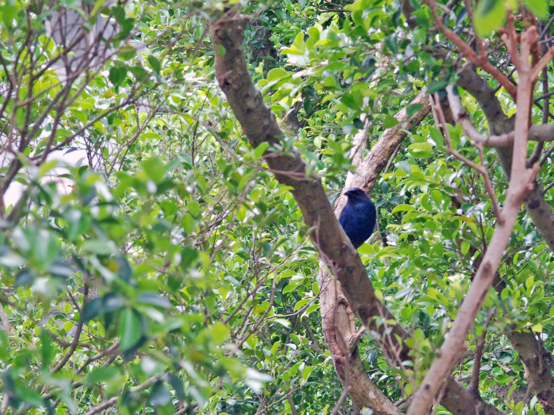 Taiwan Whistling-Thrush - eBird