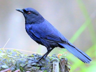 Taiwan Whistling-Thrush - eBird