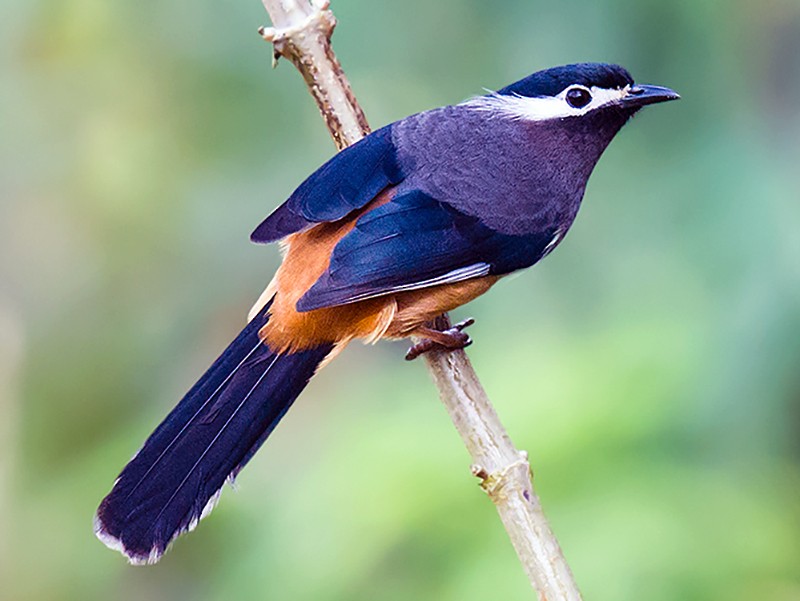 White-eared Sibia - eBird