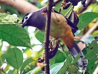 White-eared Sibia - eBird