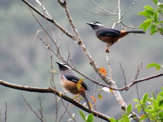White-eared Sibia - eBird