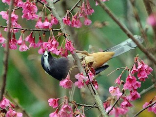 White-eared Sibia - eBird