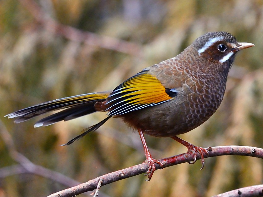 White-whiskered Laughingthrush - eBird