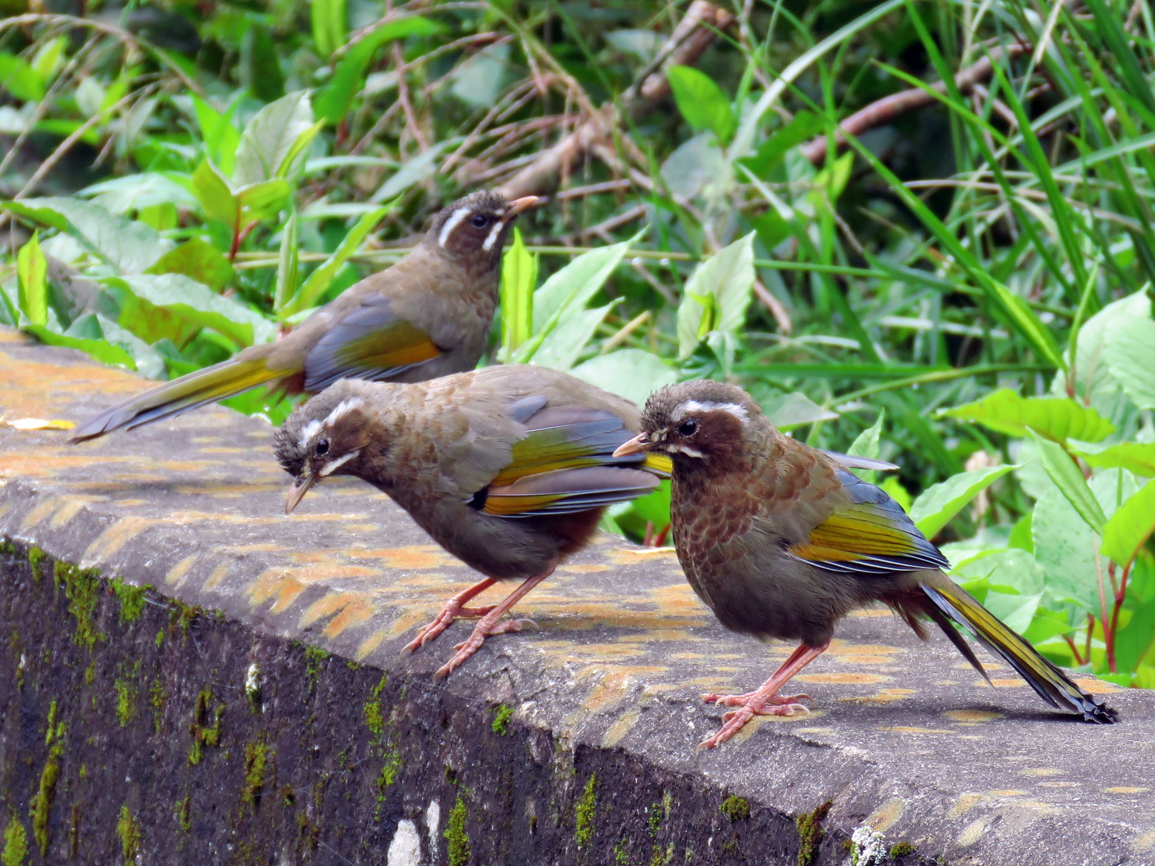White-whiskered Laughingthrush - eBird