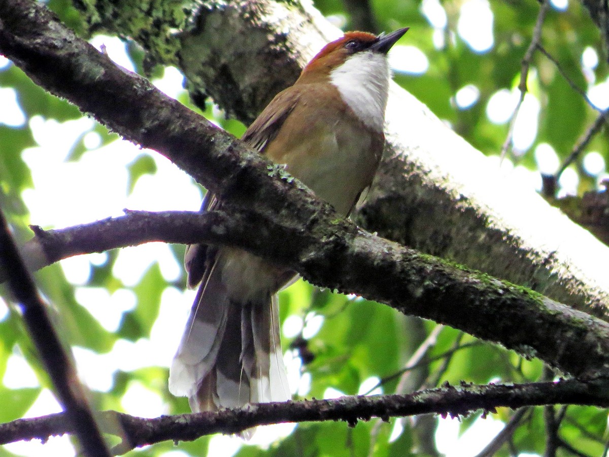 Rufous-crowned Laughingthrush - Pterorhinus ruficeps - Birds of the World