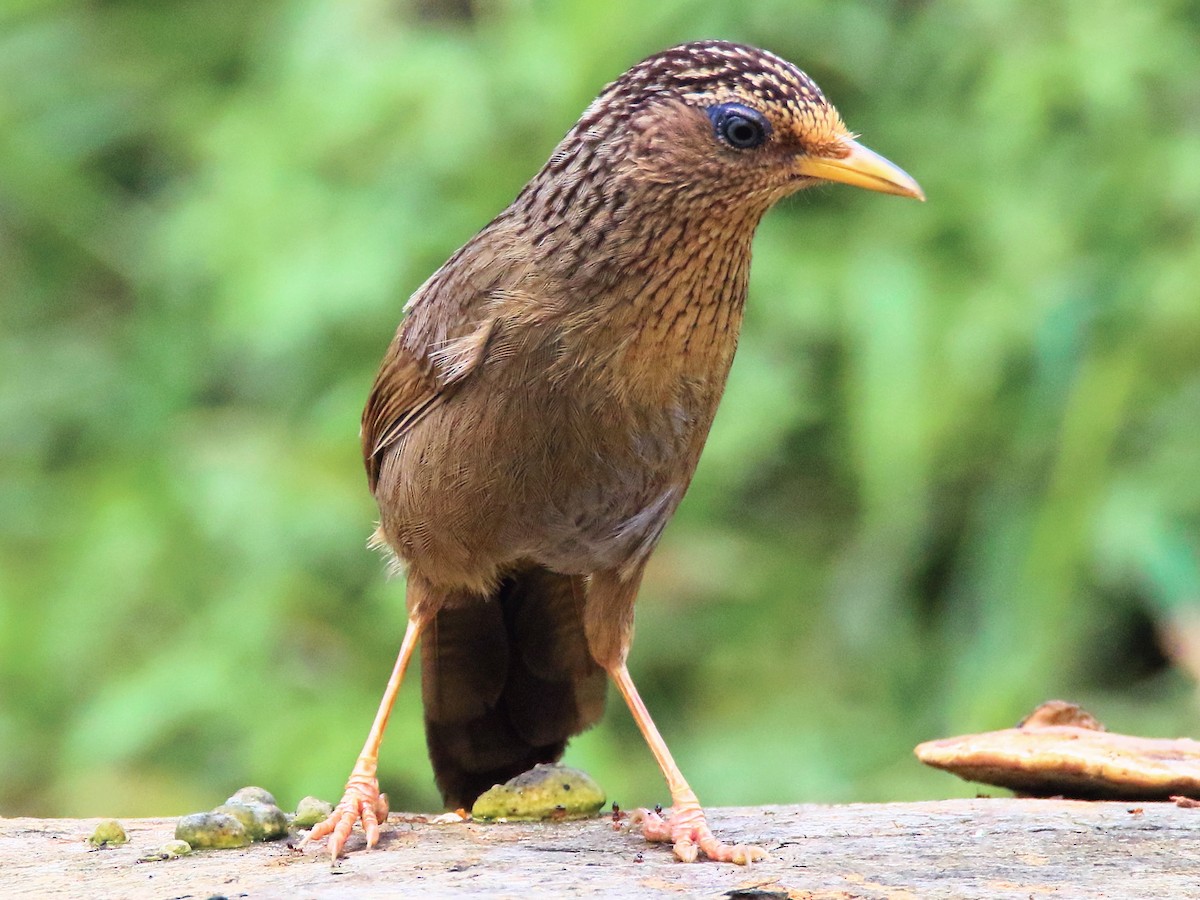 Taiwan Hwamei - Garrulax taewanus - Birds of the World