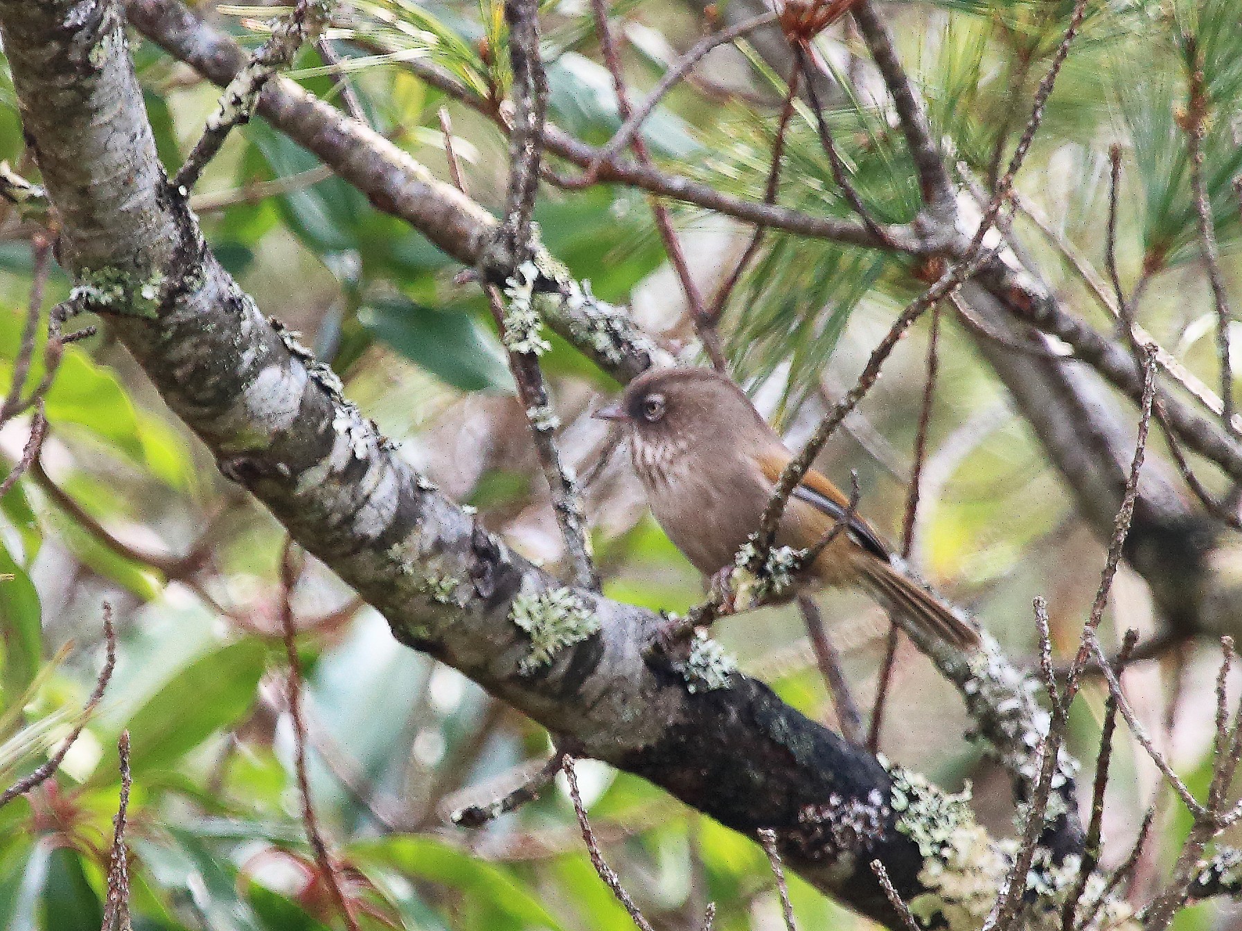 Fulveta de Formosa - eBird