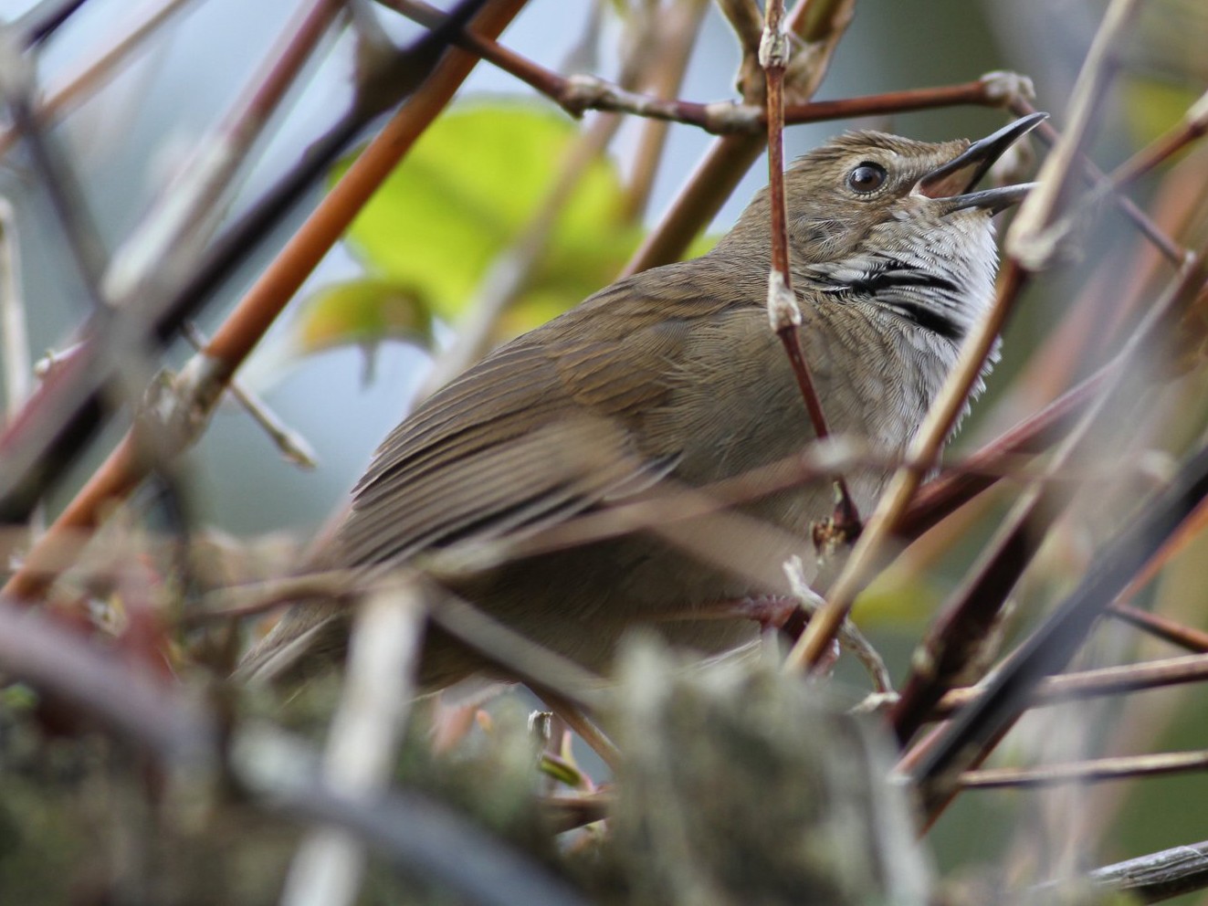 Taiwan Bush Warbler - eBird