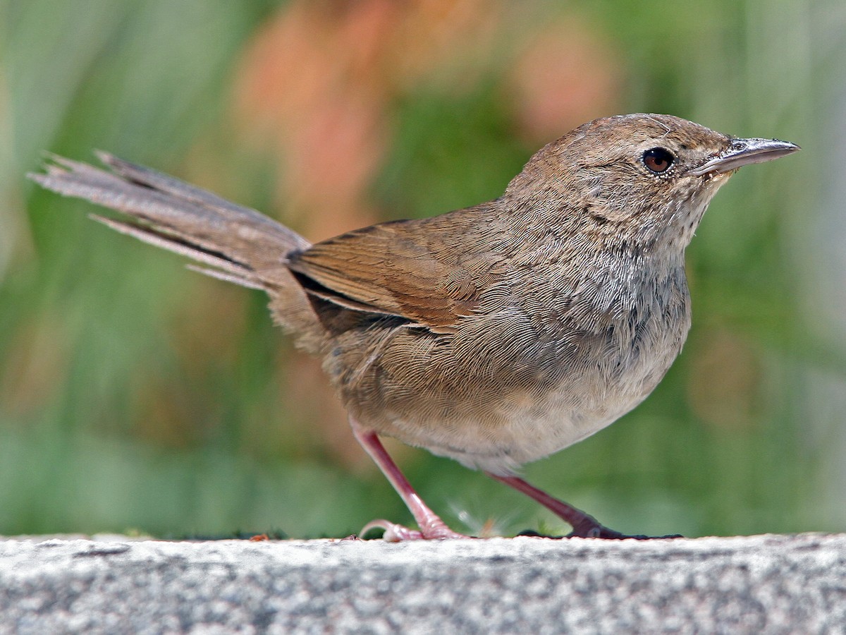 Taiwan Bush Warbler - Locustella alishanensis - Birds of the World