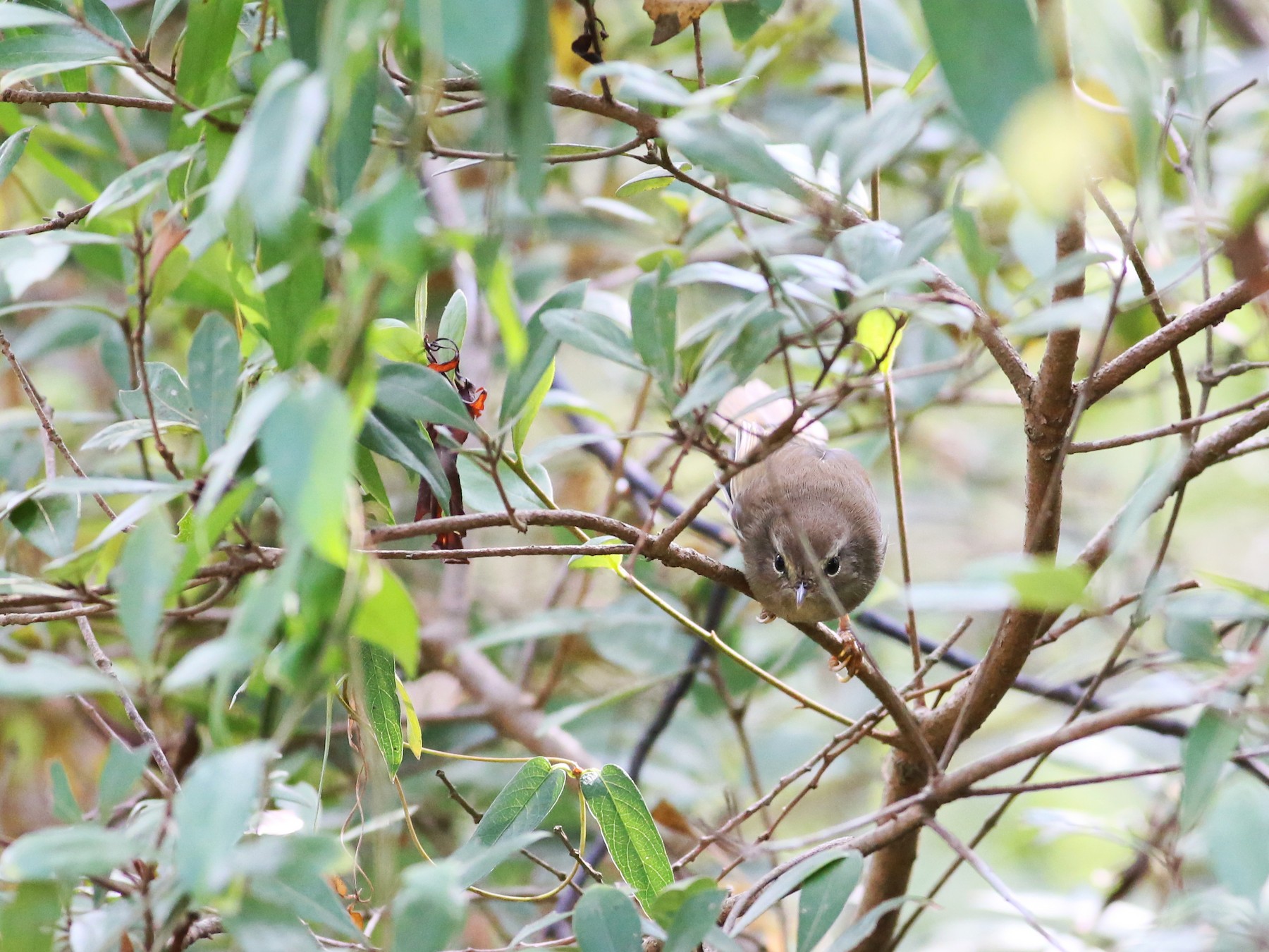 Brownish-flanked Bush Warbler - eBird