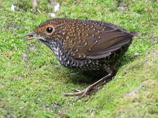 Taiwan Cupwing - eBird