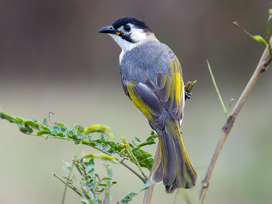 Styan's Bulbul - eBird