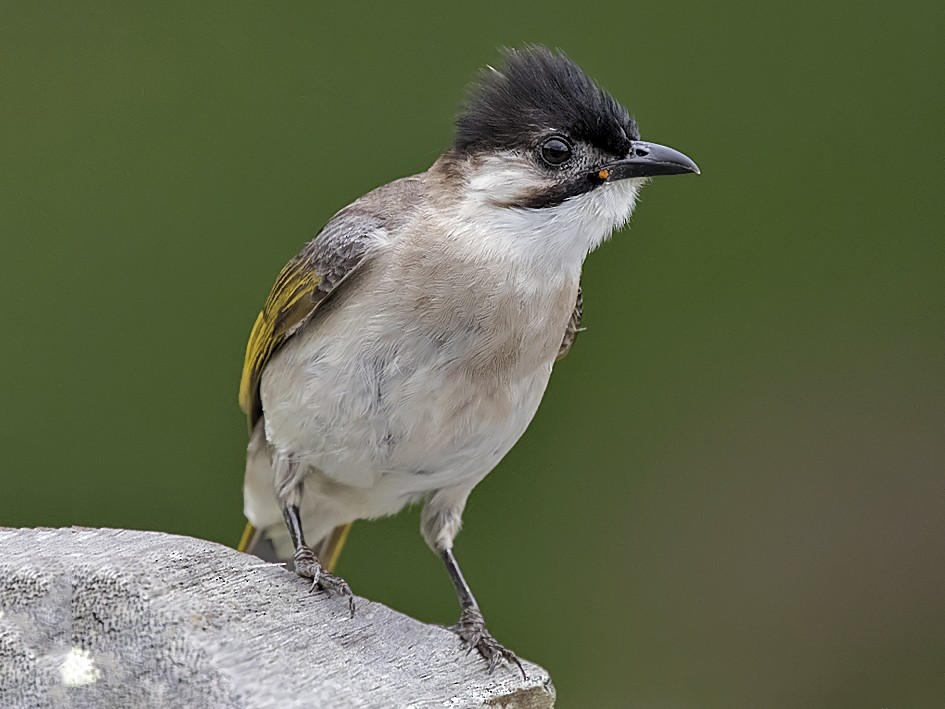 Styan's Bulbul - Pycnonotus taivanus - Birds of the World