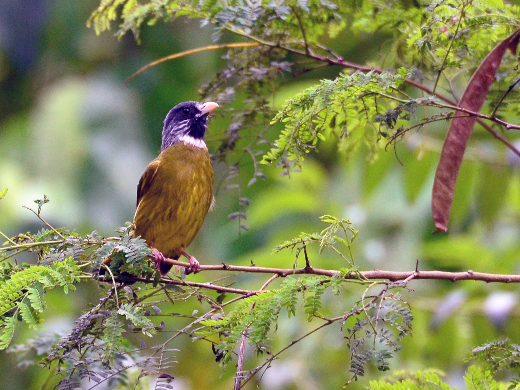 Collared Finchbill - eBird