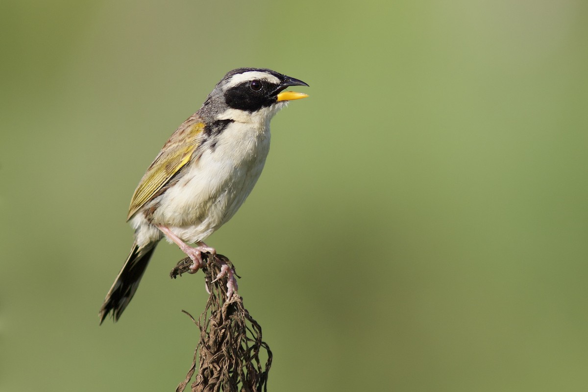 Black-masked Finch - Coryphaspiza melanotis - Birds of the World