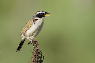 Black-masked Finch - Coryphaspiza melanotis - Birds of the World
