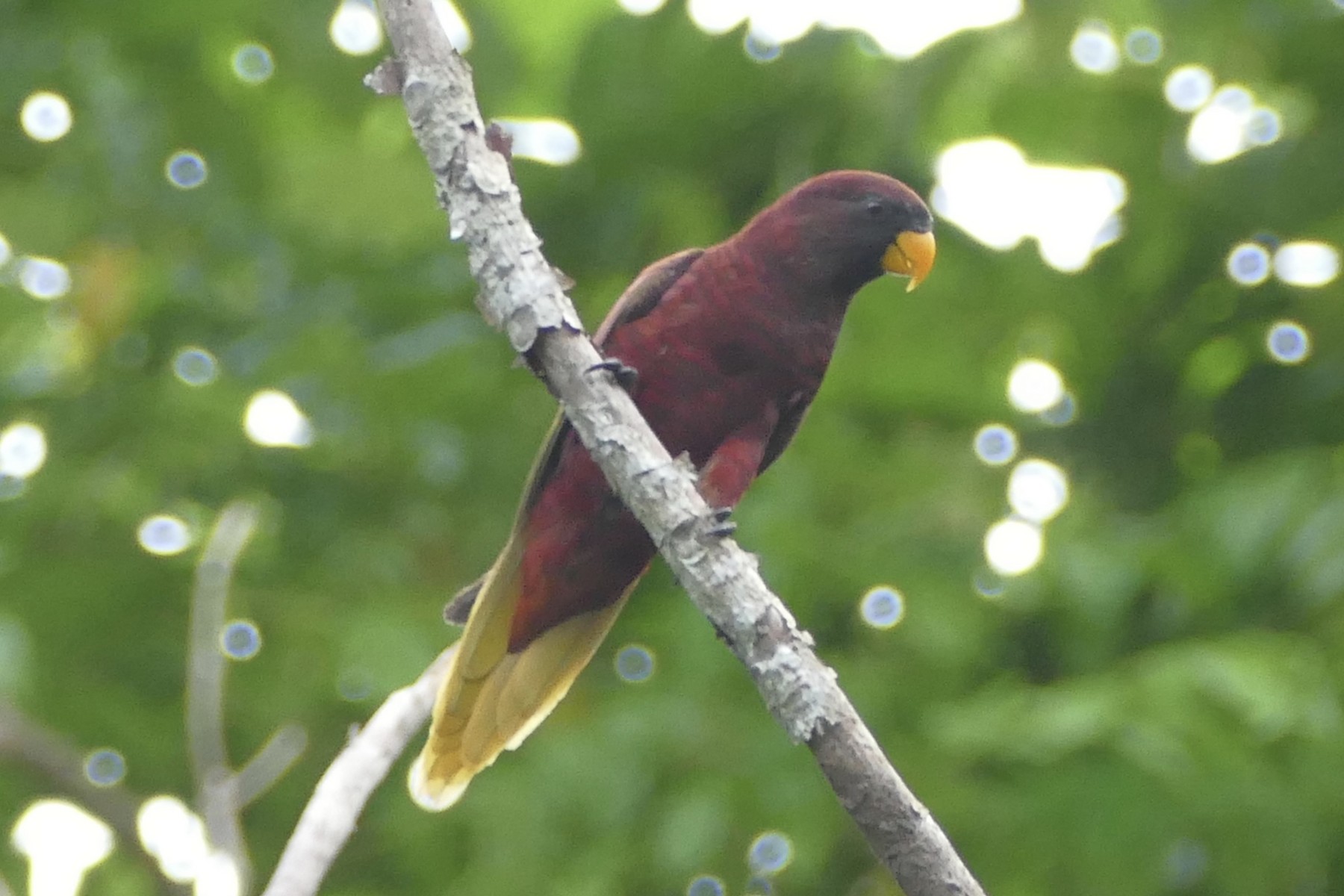 Pohnpei Lorikeet - eBird