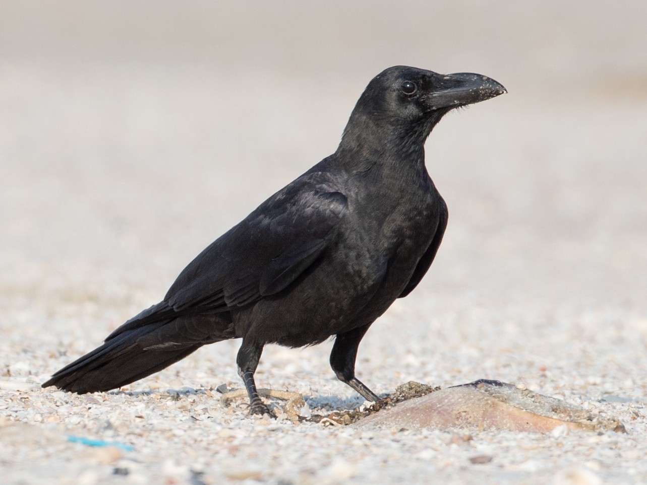 Large-billed Crow - eBird