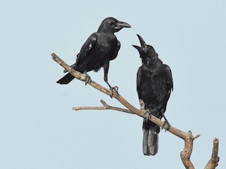 Large-billed Crow - eBird
