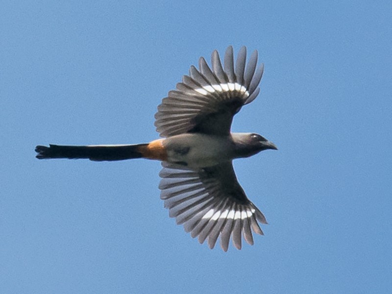 Grey Treepie - eBird