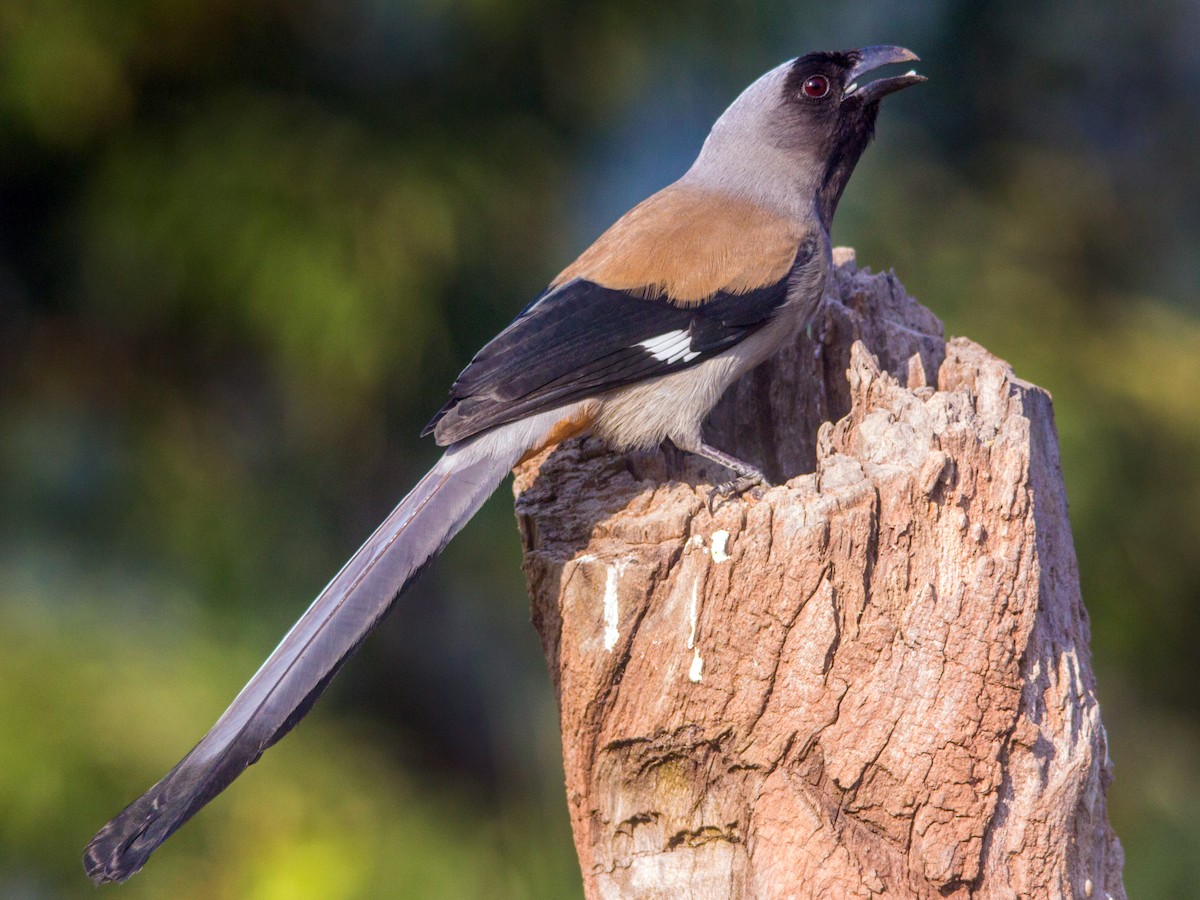 Gray Treepie - Dendrocitta formosae - Birds of the World