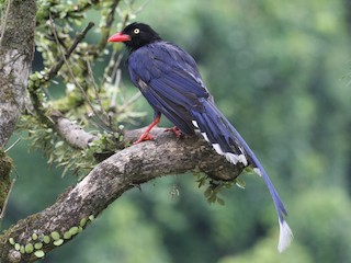 Formosan Blue Magpie
