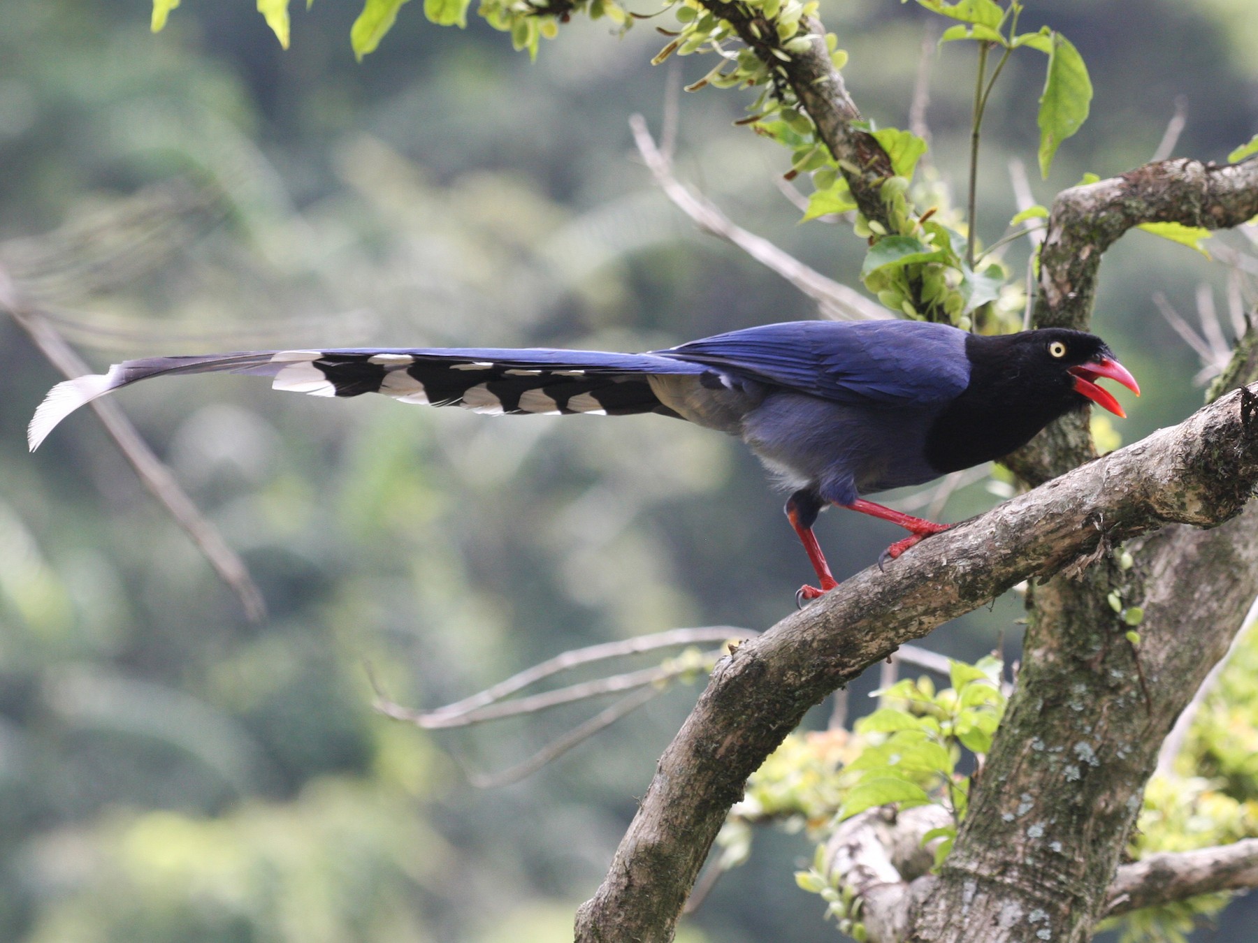 Taiwan Blue-Magpie - eBird