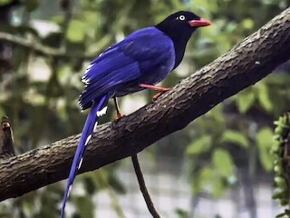 Taiwan Blue-Magpie - Urocissa caerulea - Birds of the World