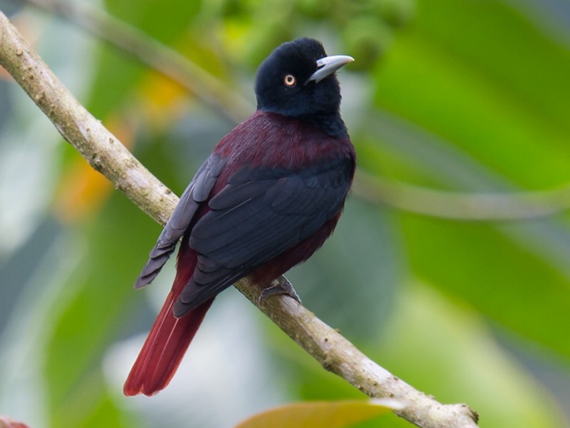 Maroon Oriole - eBird