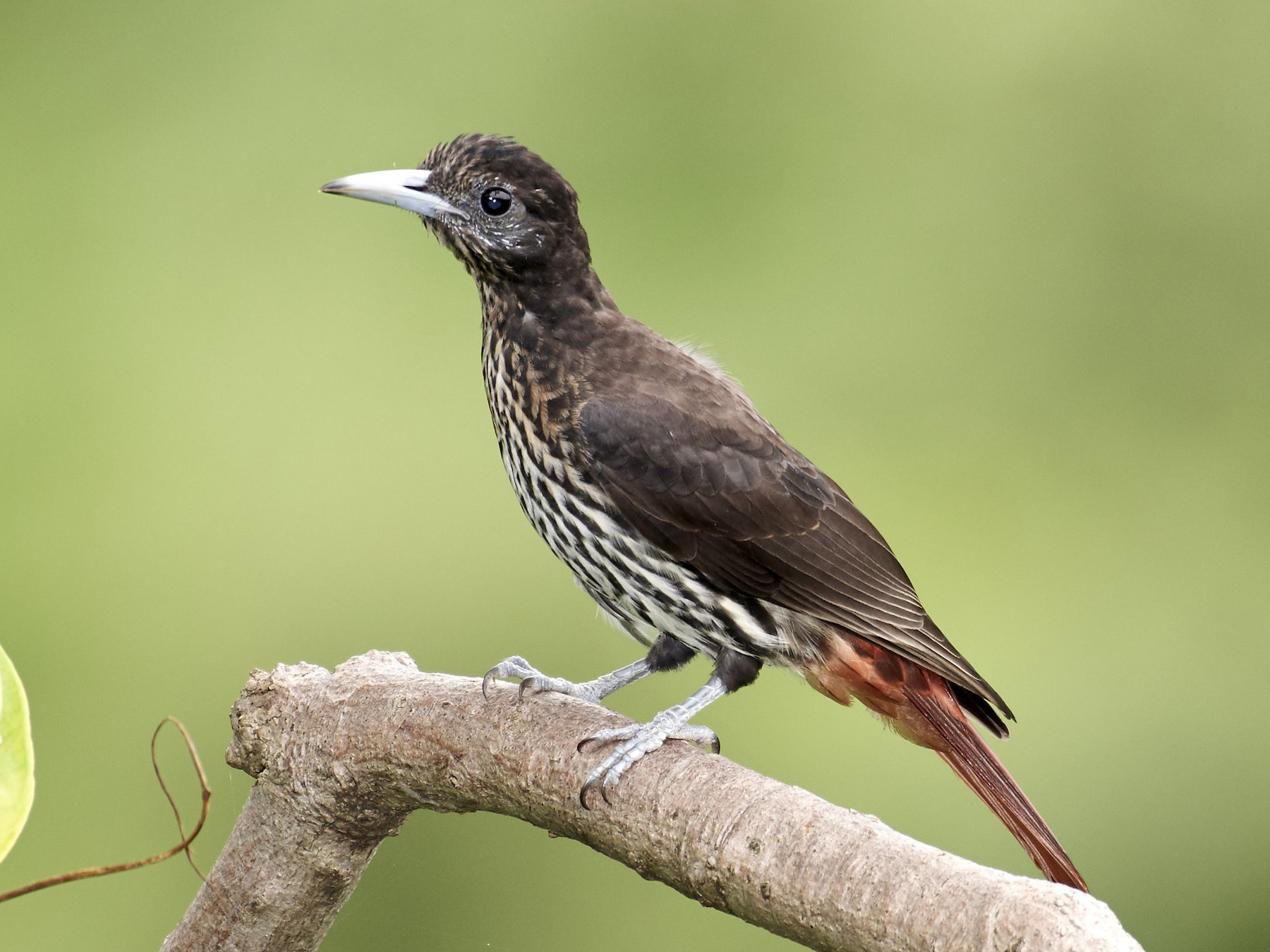 Maroon Oriole - eBird