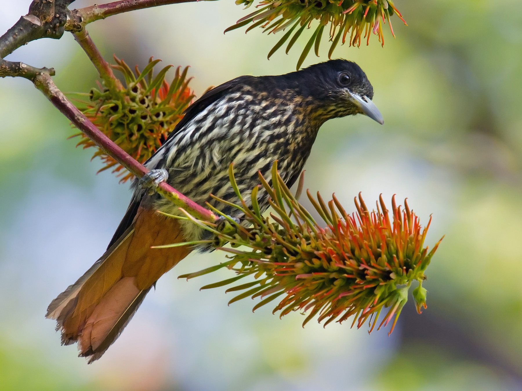 Maroon Oriole - eBird