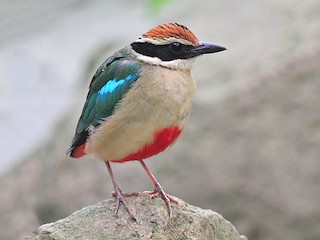 Fairy Pitta - Pitta nympha - Birds of the World