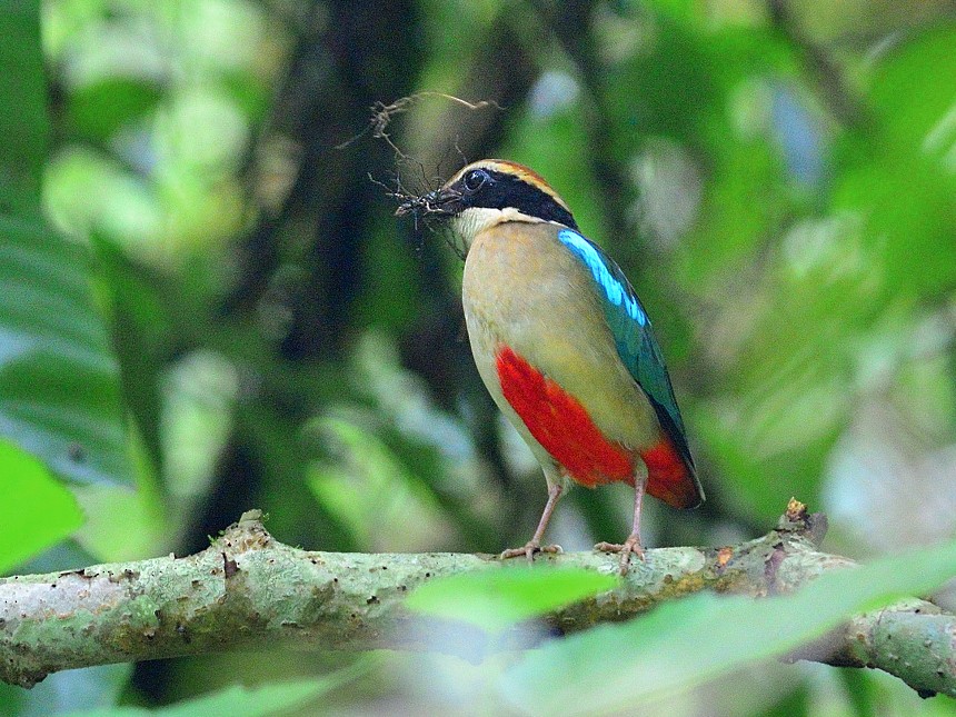 Fairy Pitta - eBird
